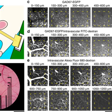 Structural 2 Photon Imaging Through A Graphene Microelectrode Array A Download Scientific