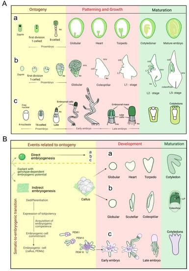 Plant Embryogenesis