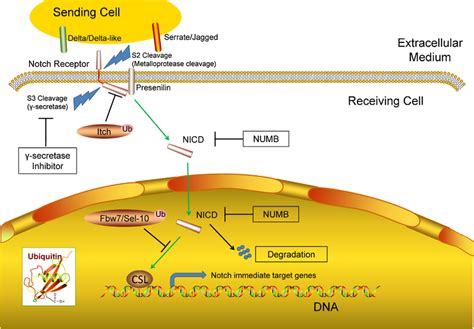 Schematic Diagram Of The Notch Signaling Pathway Membrane Tethered