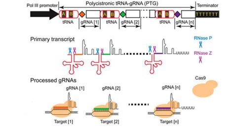 Rna Guided Multiplex Genome Editing Via The Trna Processing System