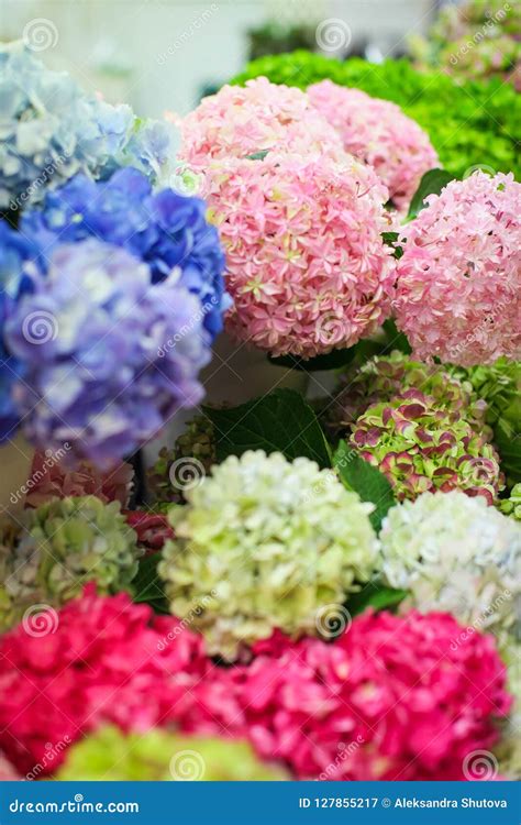 Hydrangea Macrophylla Beautiful Flowers Of Different Colors On Counter In Flower Market For