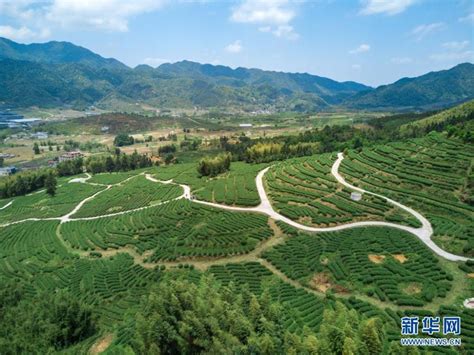 广东新丰：漫山叠翠 春茶飘香 上游新闻·汇聚向上的力量