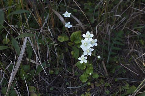 곱게 늙기 가을이 되면 우리는 잘 익은 감의 빛깔을 보며 ‘참 곱다고 합니다 요란하지 않게 저녁하늘을 물들이는 노을도 참 곱습니다 수확을 앞둔 황금 들판도 곱기는