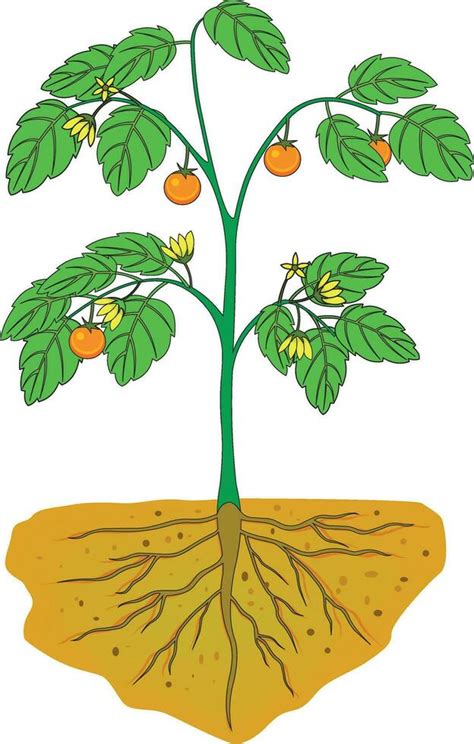 Parts Of A Tomato Plant Vector Illustration 35789987 Vector Art At Vecteezy