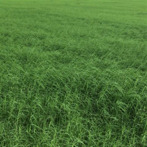 Mudas De Capim Jiggs Viver Grass Forragens