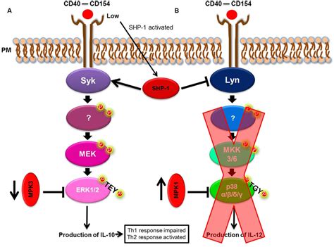 Leishmania Spp Model Of Immune Modulation Targeting The P38 Erk1 2 Download Scientific Diagram