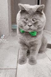 Cat Memes Goofy Ahh Pictures  Cat Memes Goofy Ahh Pictures Meme