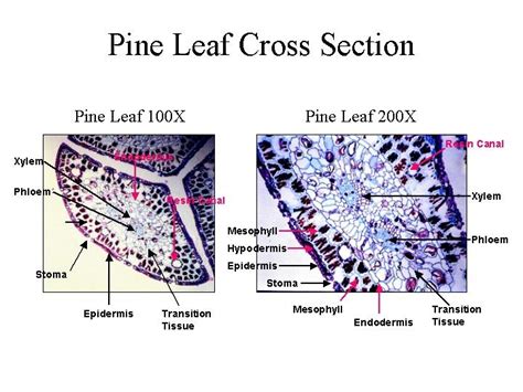 Anatomy Of A Pine Leaf Cross Section