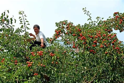 山东枣庄白露到 山楂红 人民图片网