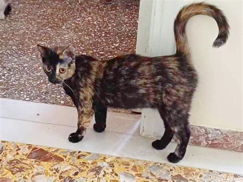 Spicy Nine Lives Greece