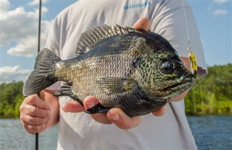 Bluegill Rejuvenation On The Water