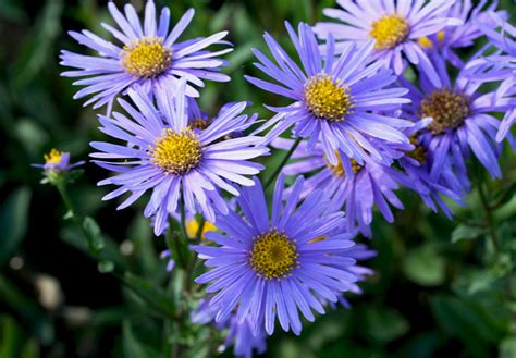 Complete Guide To Growing And Companion Planting Asters