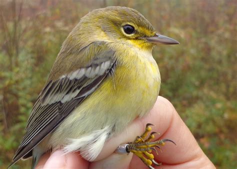 Лесная птица с желтой грудкой 36 фото красивые фото и картинки