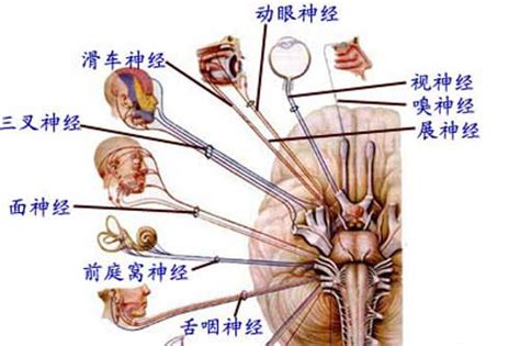 脑电图与脑电地形图的适应症 济南齐鲁花园医院