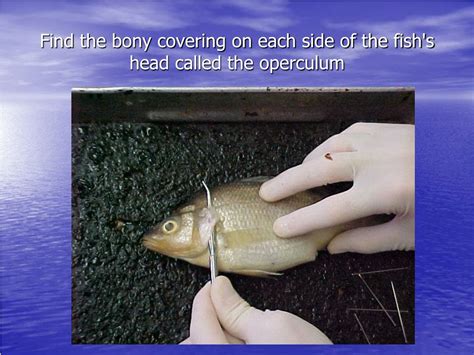 Ppt Perch Dissection Pictures To Go Along With Lab Powerpoint