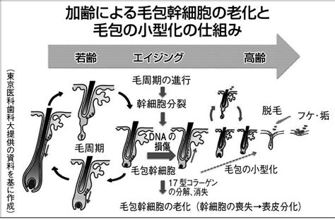 加齢により毛を生やす幹細胞が皮膚細胞に、そして体外へ…｜ニュースイッチ by 日刊工業新聞社