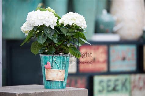 Цэцгийн сав