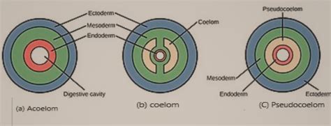 Body Cavity Coelom A General Scheme Of Earthworms Body Organization