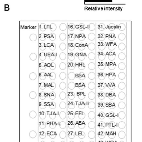 Live Cell Targeted Lectin Microarray System A Live Cell Targeted
