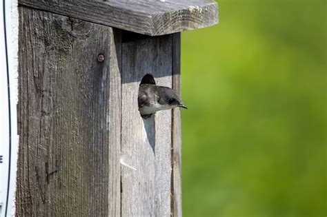 What Size Is The Nest Box For A Tree Swallow Birdful