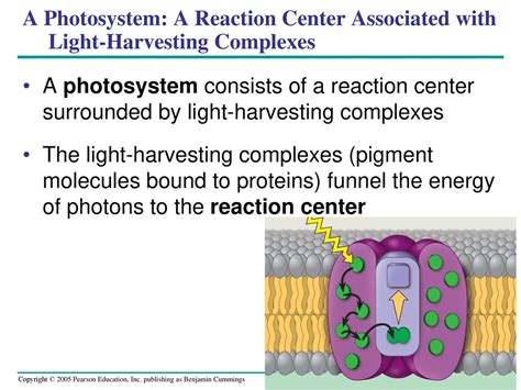 Chapter 10 Photosynthesis Ppt Download