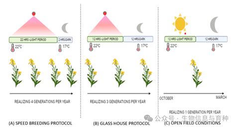 何为快速育种（speed Breeding）？ 知乎