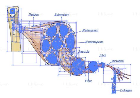 Tendon Anatomy Vector Scientific Illustration