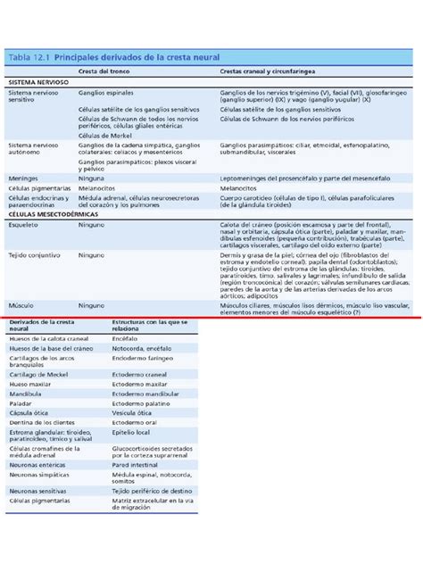 Derivados Cresta Neural Pdf