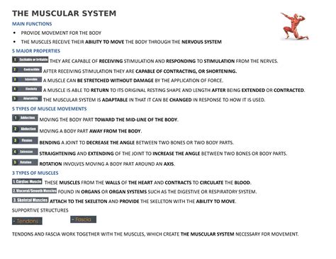 The Muscular System Facts 2022 The Muscular System Main Functions Provide Movement For The