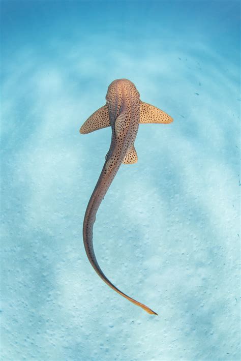 Leopard Shark Wallpapers Wallpaper Cave