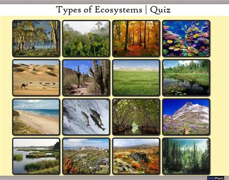 Types of Ecosystems Quiz Ökosystem Tropischer regenwald Regenwälder