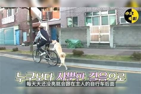 狗狗自律起来有多可怕天生站立行走每天跑步10公里 你没见过的奇葩事都在这里 自律 奇葩 行走