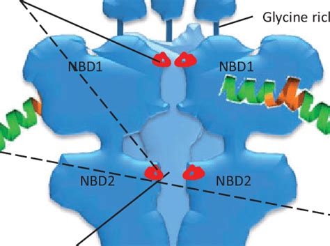 Diagrammatic Representation Of The 3d Architecture Of A Typical Clpb