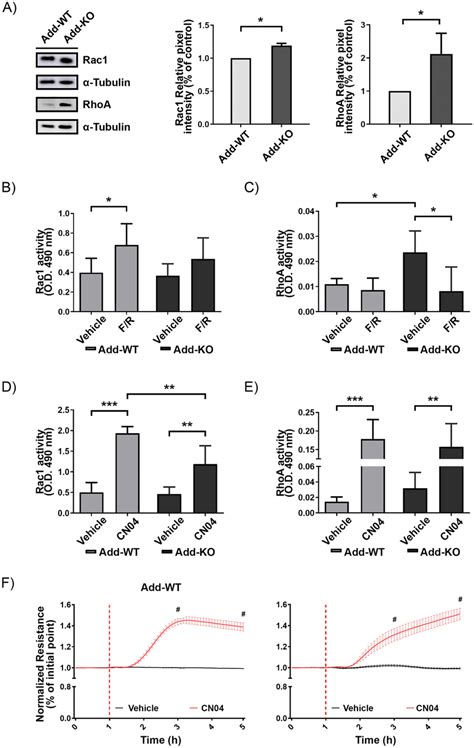 Protein Expression Activation State Of Rac1 And Rhoa Small Gtpases And