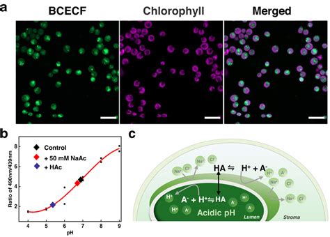 Intracellular Ph Was Measured With The Ph Sensitive Dye Bcecf A Cells