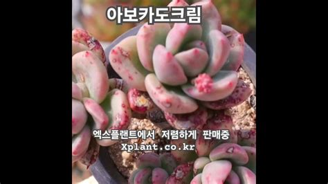 아보카도크림 다육이 다육식물 다육 Succulent 多肉植物 다육싸게파는곳 엑스플랜트 곰도리다육 곰도리