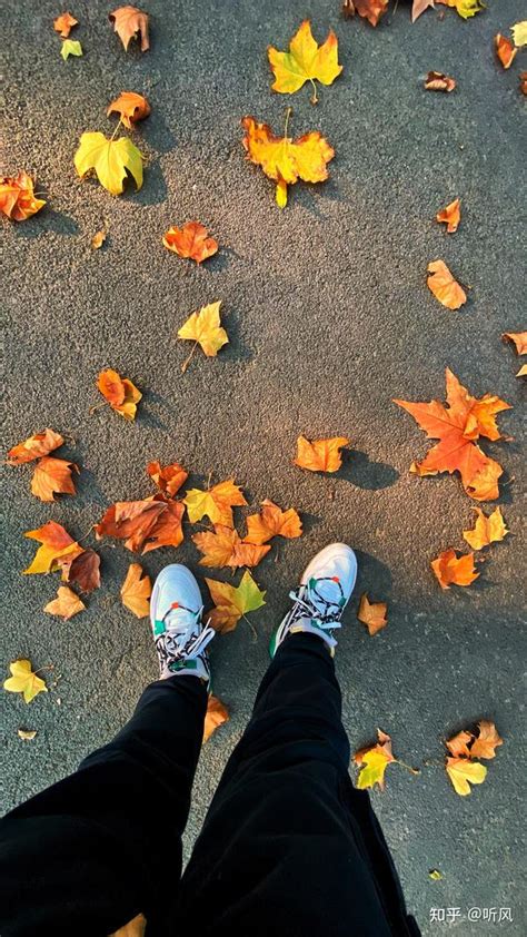 不觉秋至，忽而入冬， 抓住秋天的尾巴， 在最后一片落叶掉落之前🍂🍂 满地落叶便是这初冬最美的文案， 寒来暑往，秋收冬藏， 处处皆秋色， 我们