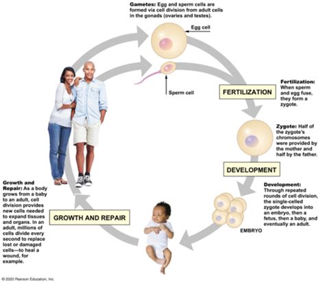 Chapter 5 Chromosomes And Inheritance Flashcards Quizlet
