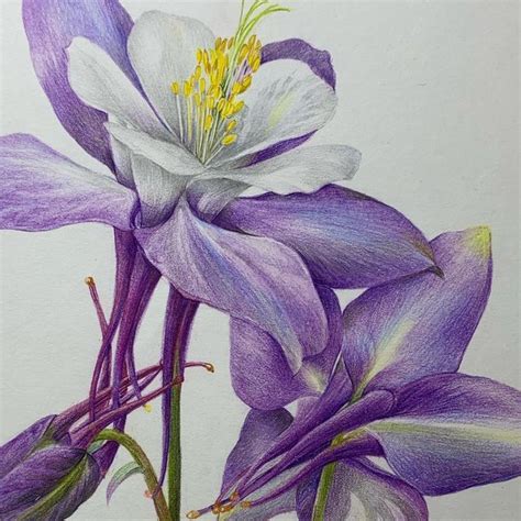 Haeryunlee Artist 이해련 On Instagram 보태니컬아트를 처음 시작했을 무렵 굉장히 신기하게 바라보았던 꽃 매발톱 🤗 하늘매발톱꽃의 꽃말은 행복💕