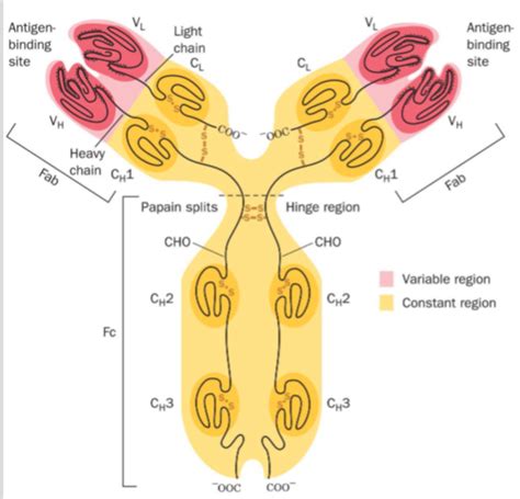 Lecture 9 Protein Structure Function Relationship Recognition