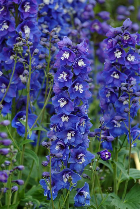 Delphinium Elatum Alchetron The Free Social Encyclopedia