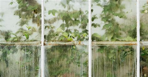 녹색 잎사귀가 잔뜩 있는 창 사진 Unsplash의 식물 이미지