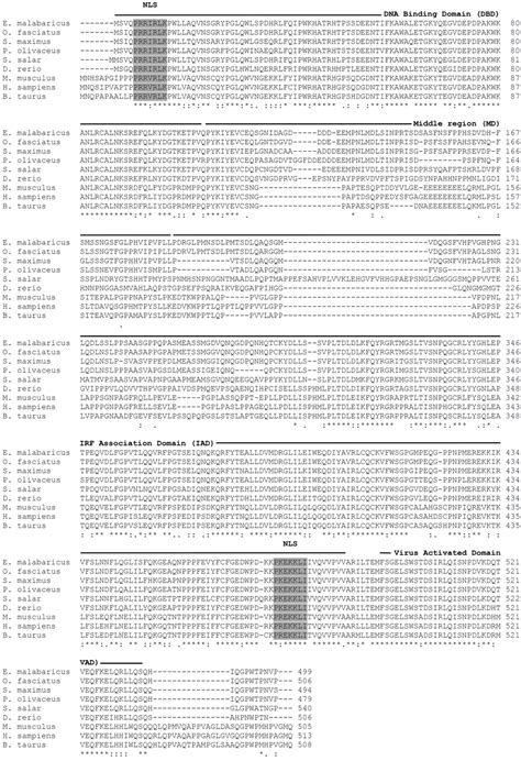 Multiple Sequences Alignment Of The Deducted Mgirf5 With Their Download Scientific Diagram