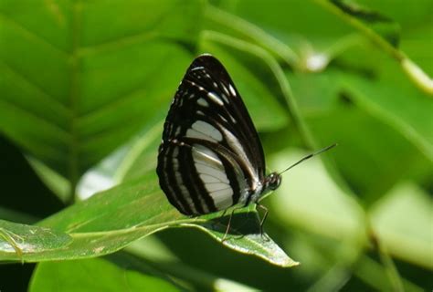Lasippa Illigera From Sibulan Negros Oriental Philippines On January
