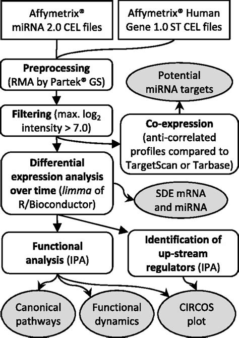 Graphical Representation Of The Computational Workflow In The First Download Scientific