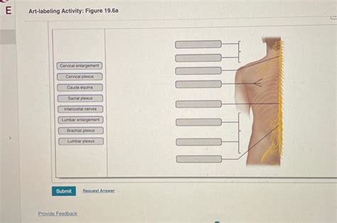 Solved Art Labeling Activity Figure A Chegg