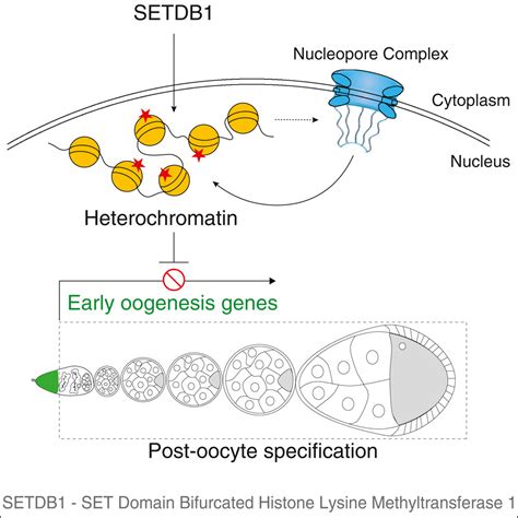 A Feedback Loop Between Heterochromatin And The Nucleopore Complex
