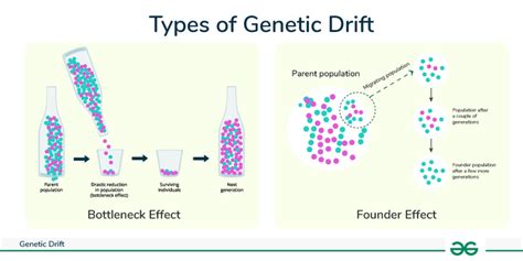 Genetic Drift Geeksforgeeks