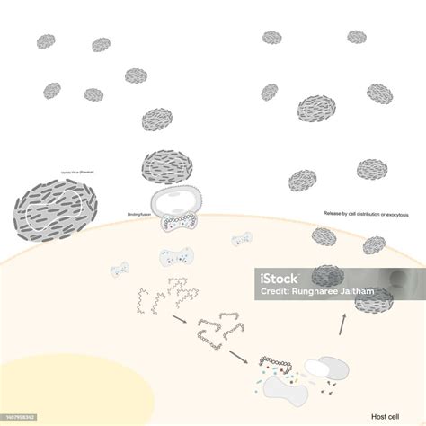 바리올라 바이러스의 감염 경로는 숙주 세포로의 바이러스 결합 또는 융합에 의해 처리되고 바이러스 게놈 및 단백질의 생산 바이러스 조립 및 새로운 바이러스 분자의 방출 0명에