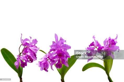 보라색 컬러 카 틀 레 야 난초 꽃의 꽃다발입니다 화려한 레어 공간 텍스트와 흰색 배경에 고립 된 녹색 잎 난초의 여왕 0명에 대한 스톡 사진 및 기타 이미지 Istock